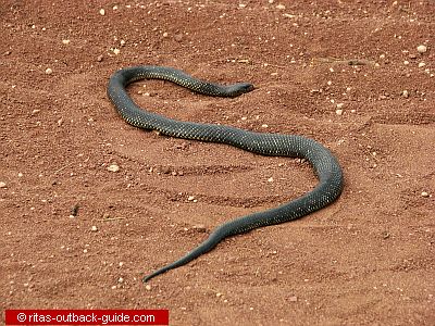 Australian snakes - facts you want to know about snakes in Australia