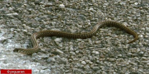 Australian snakes - facts you want to know about snakes in Australia